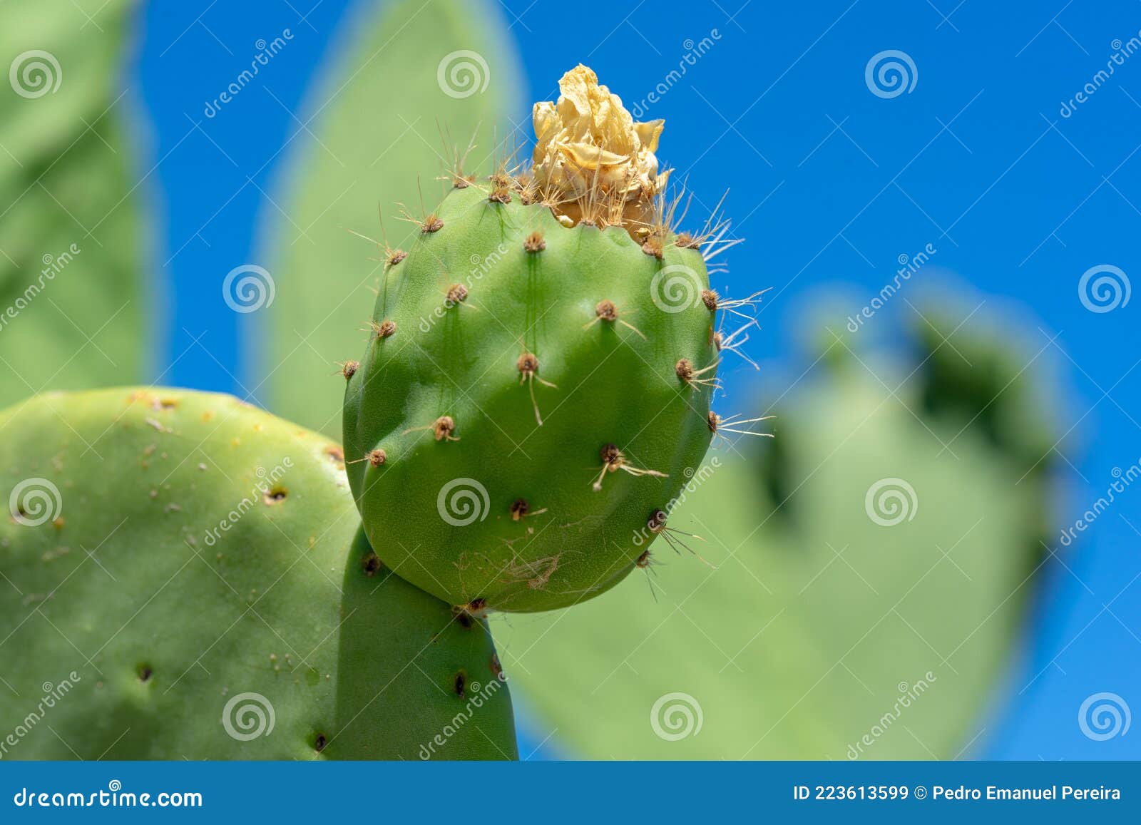 Green India Fig in Development Process with Flower Traces. Stock Image ...