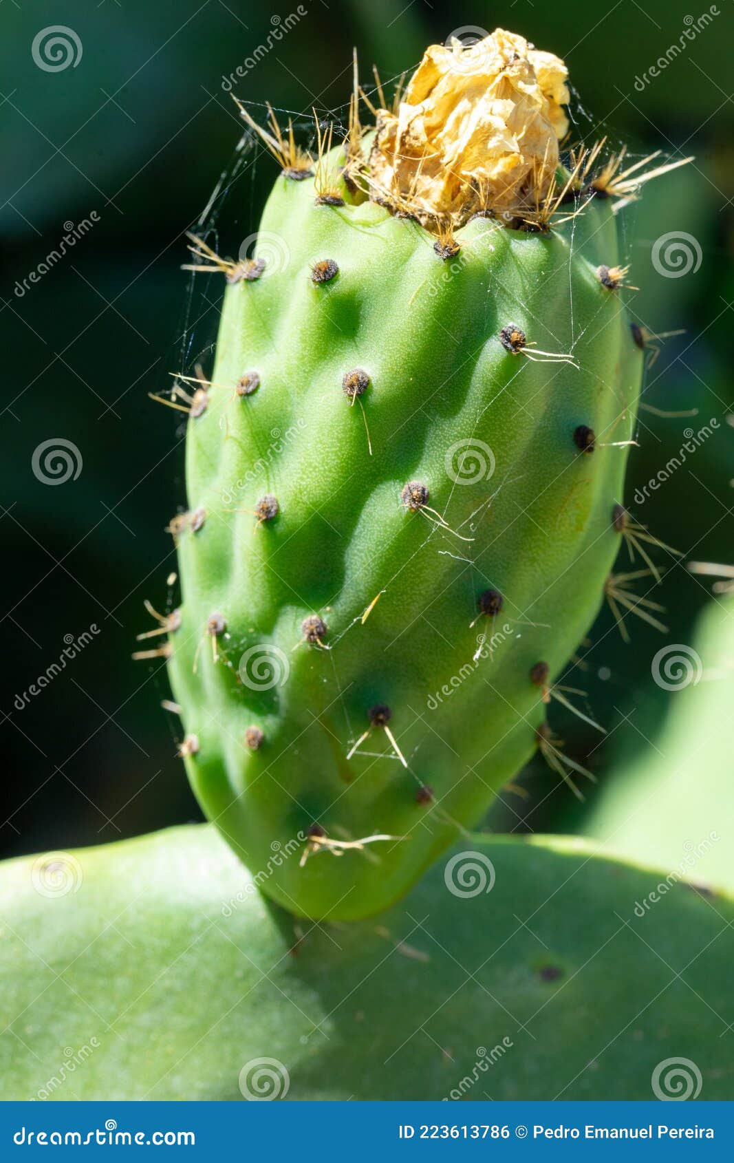 Green India Fig in Development Process with Flower Traces. Stock Photo ...