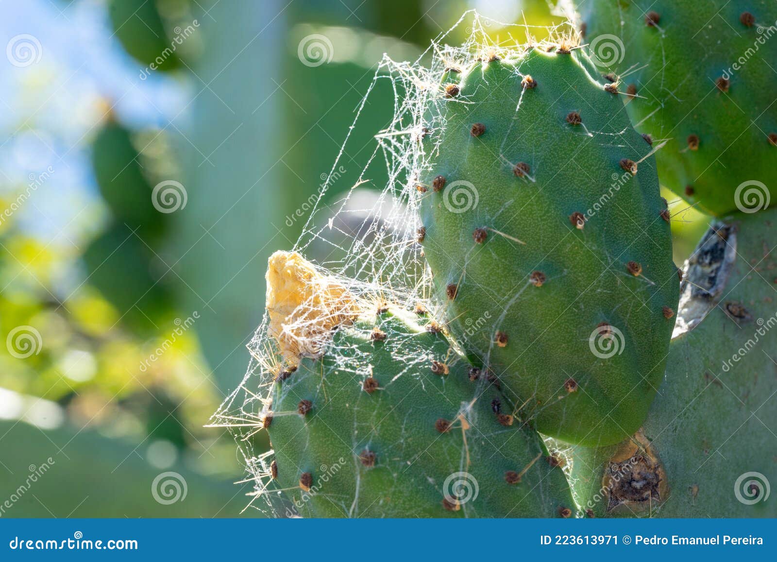 Green India Fig in Development Process with Flower Traces. Stock Image ...