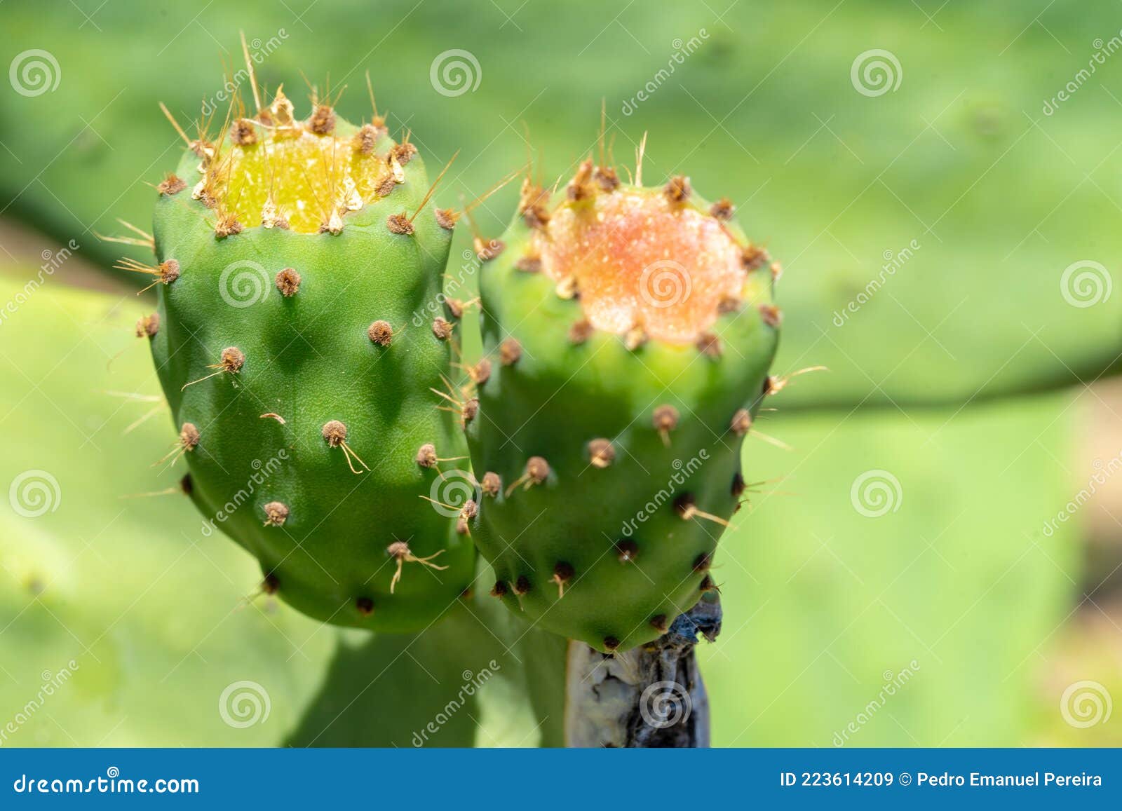 Green India Fig in Development Process with Flower Traces. Stock Image ...