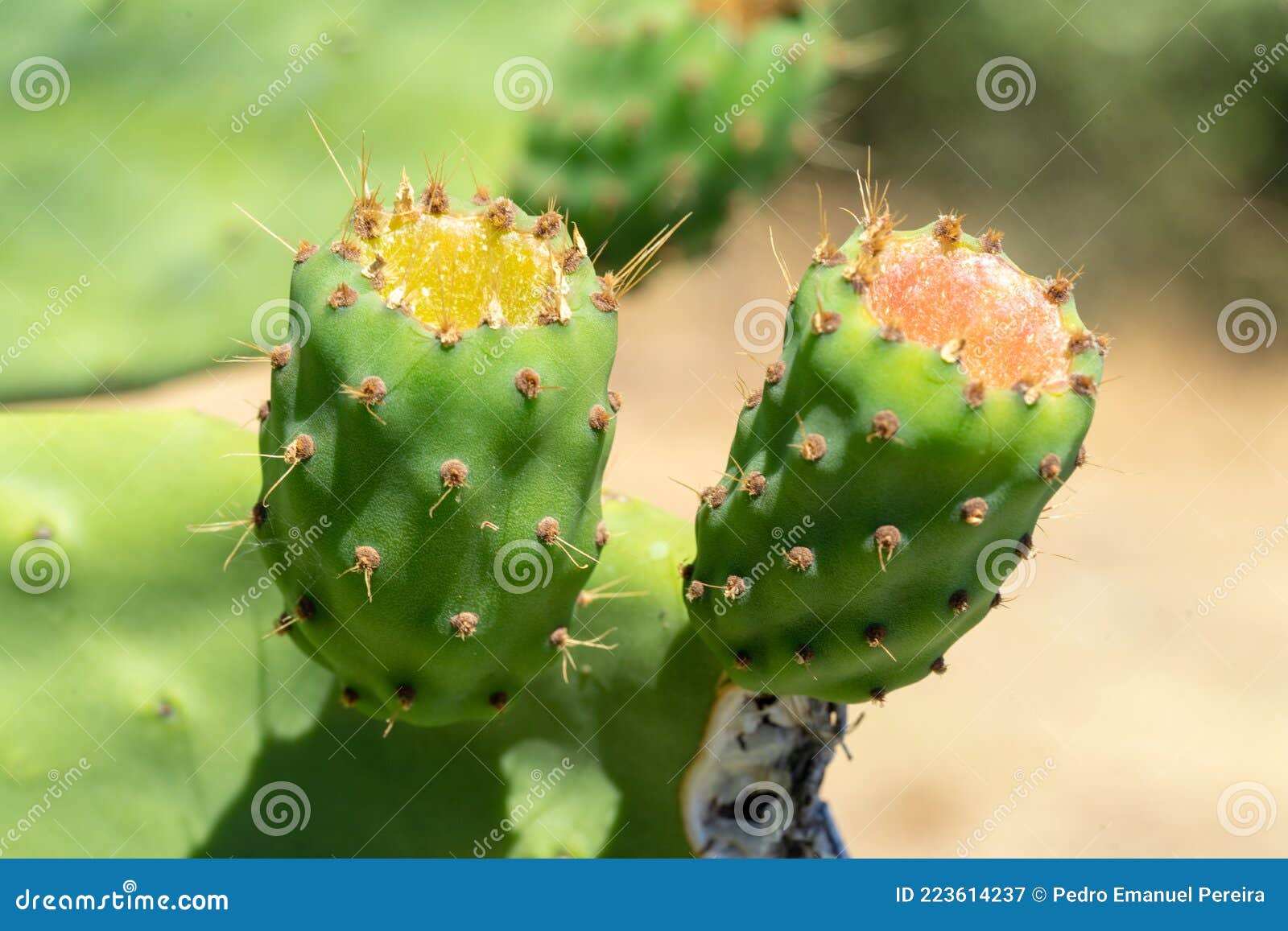Green India Fig in Development Process with Flower Traces. Stock Image ...