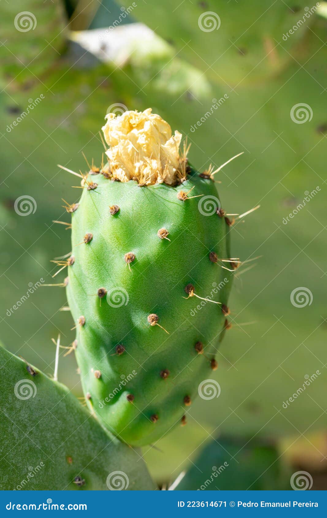 Green India Fig in Development Process with Flower Traces. Stock Image ...