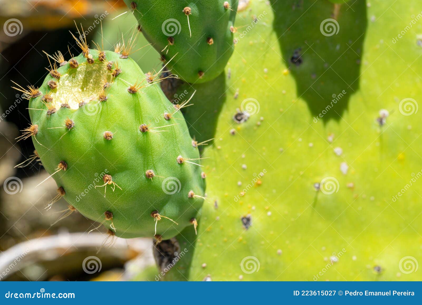 Green India Fig in Development Process with Flower Traces. Stock Image ...