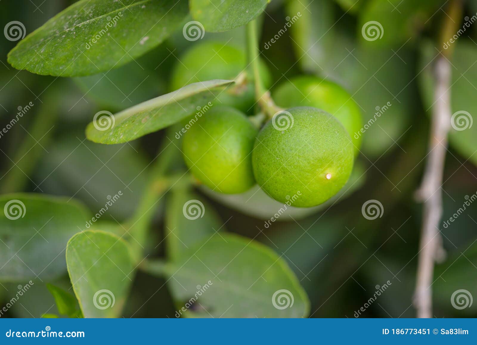 Green Indian Lemon Hanging from the Tree, Oman Stock Image - Image of ...