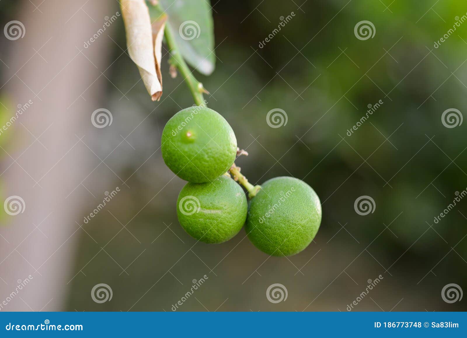 Green Indian Lemon Hanging from the Tree, Oman Stock Photo - Image of ...