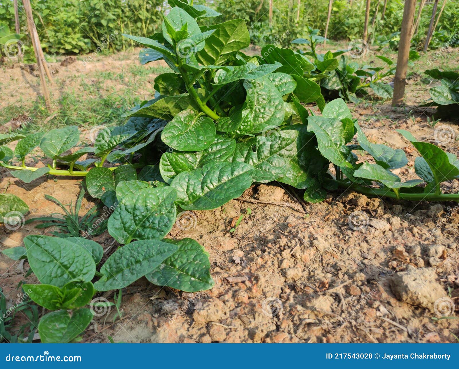 Pui Shak Or Malabar Spinach Growing Up. Basella Alba Is An Edible ...