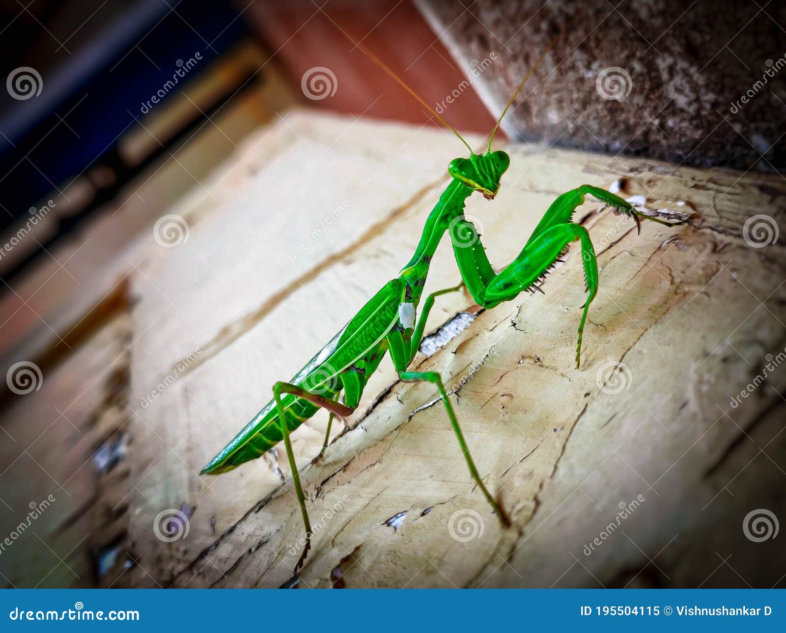 Green indian mantis stock image. Image of insect, mantis - 195504115