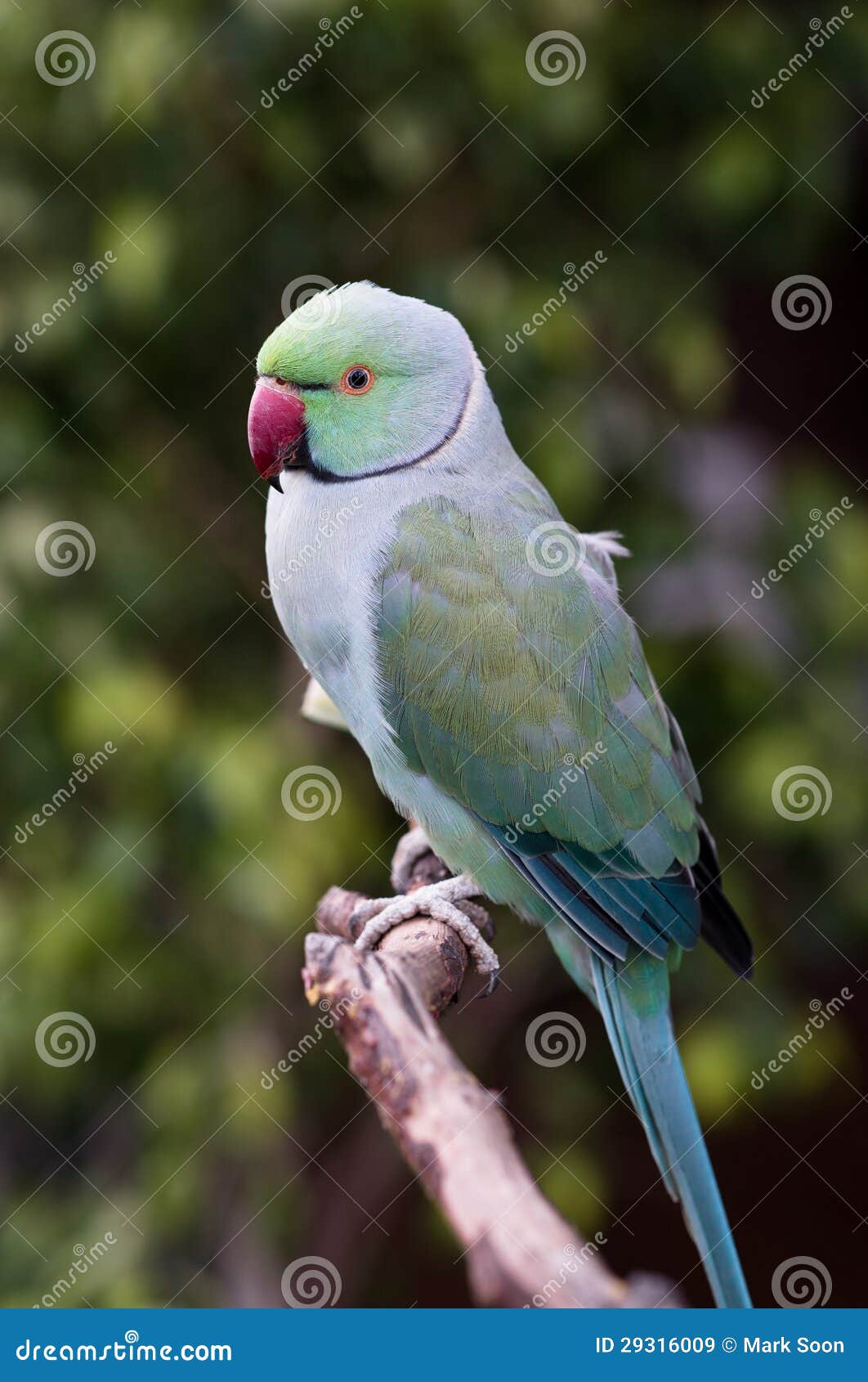 Green Indian Ring Neck Parrot Stock Image - Image of macao, adorable ...