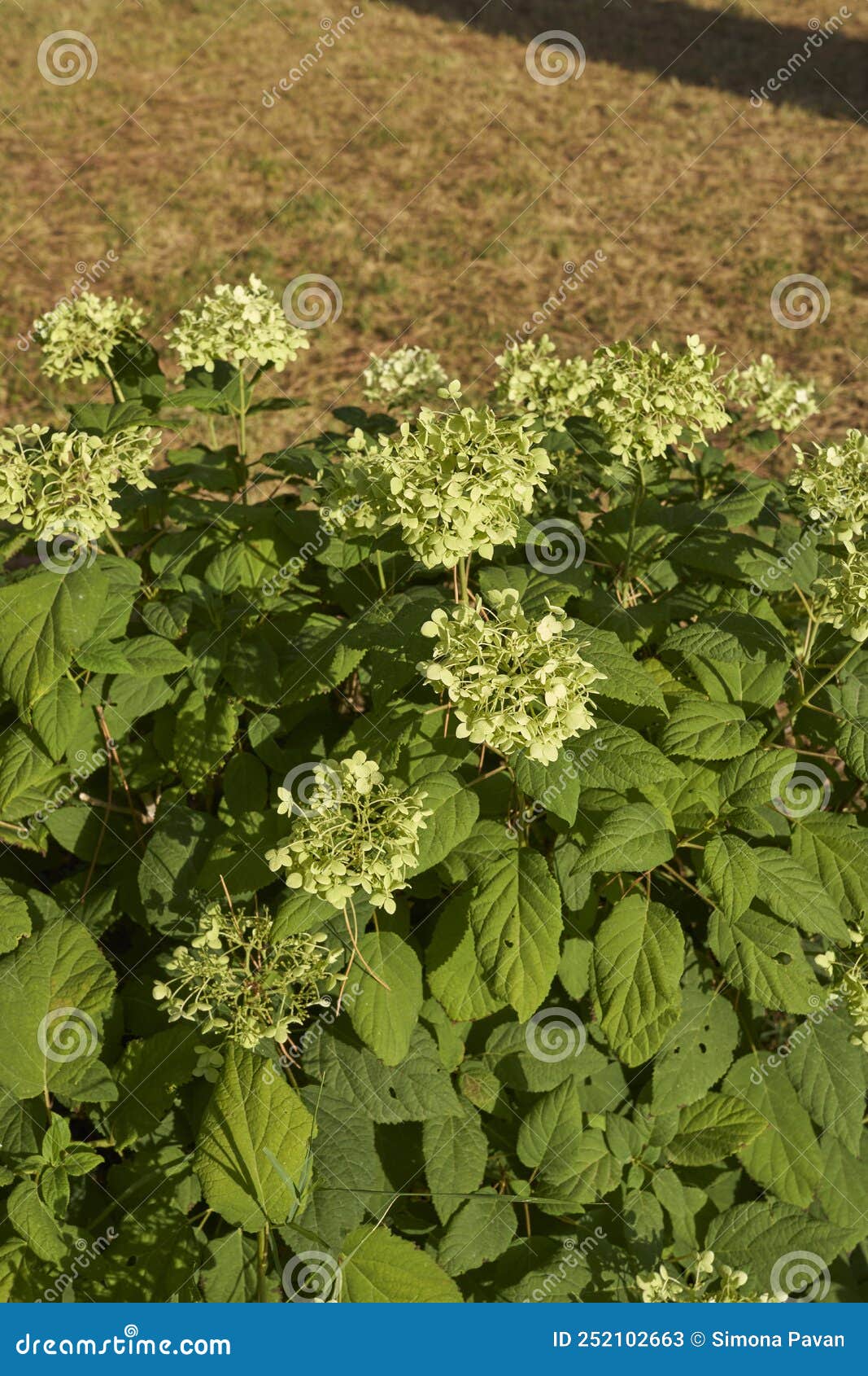 Hydrangea Arborescens Shrub in Bloom Stock Image - Image of leaves ...