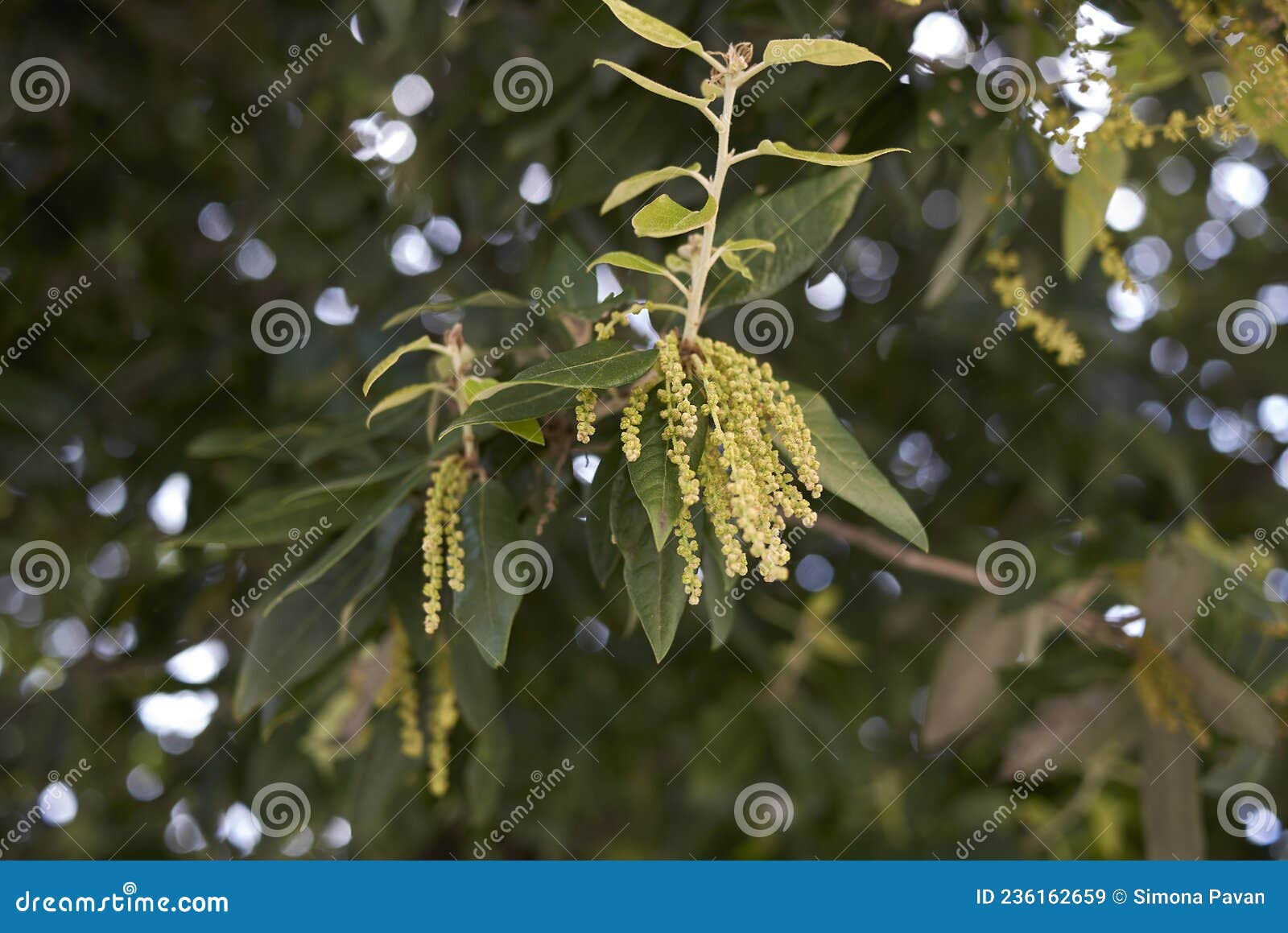 Quercus ilex tree in bloom stock image. Image of botany - 236162659
