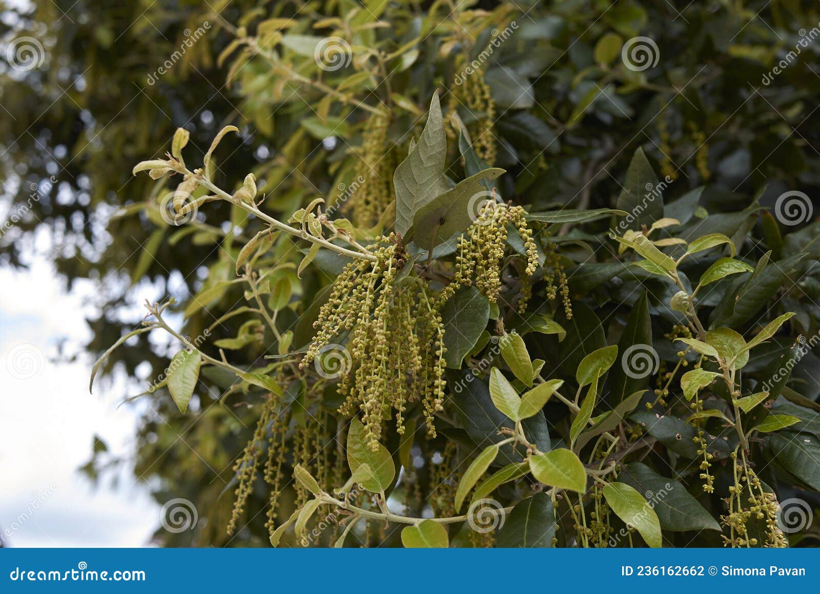 Quercus ilex tree in bloom stock photo. Image of holm - 236162662