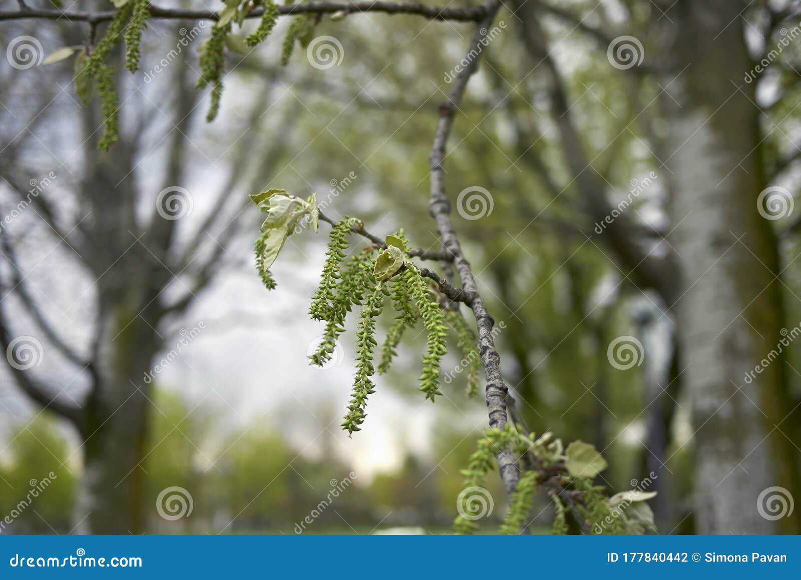 Populus alba tree in bloom stock photo. Image of seasonal - 177840442