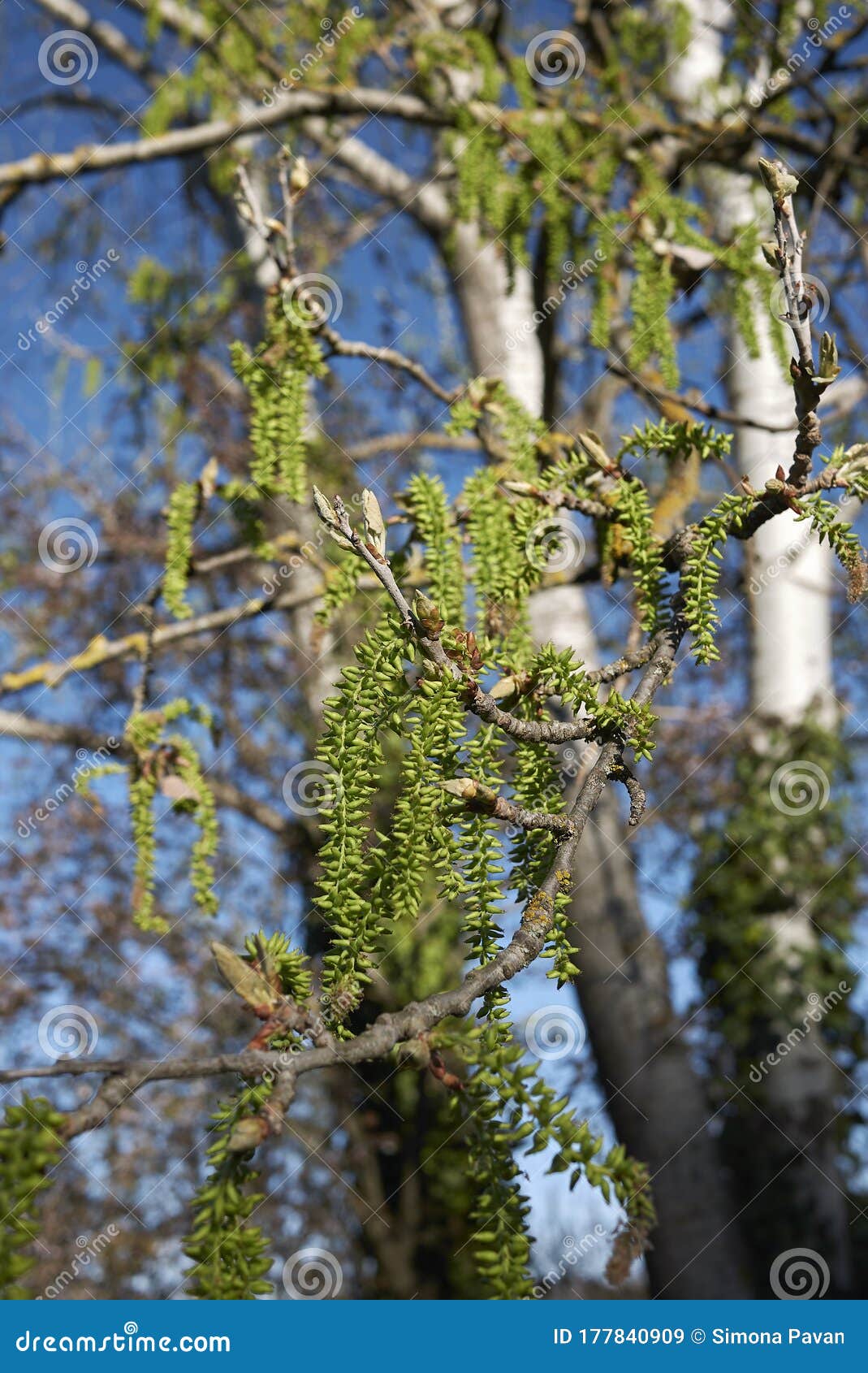 Populus alba tree in bloom stock image. Image of botany - 177840909