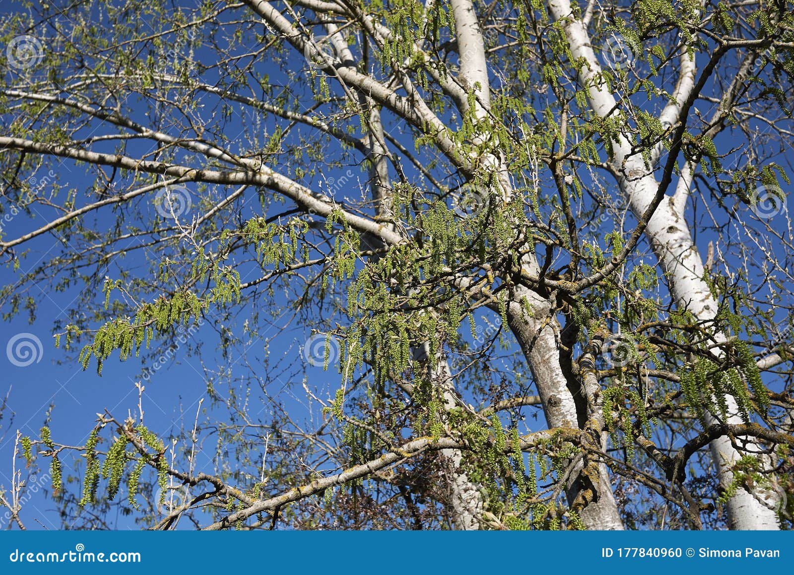 Populus alba tree in bloom stock photo. Image of blossom - 177840960