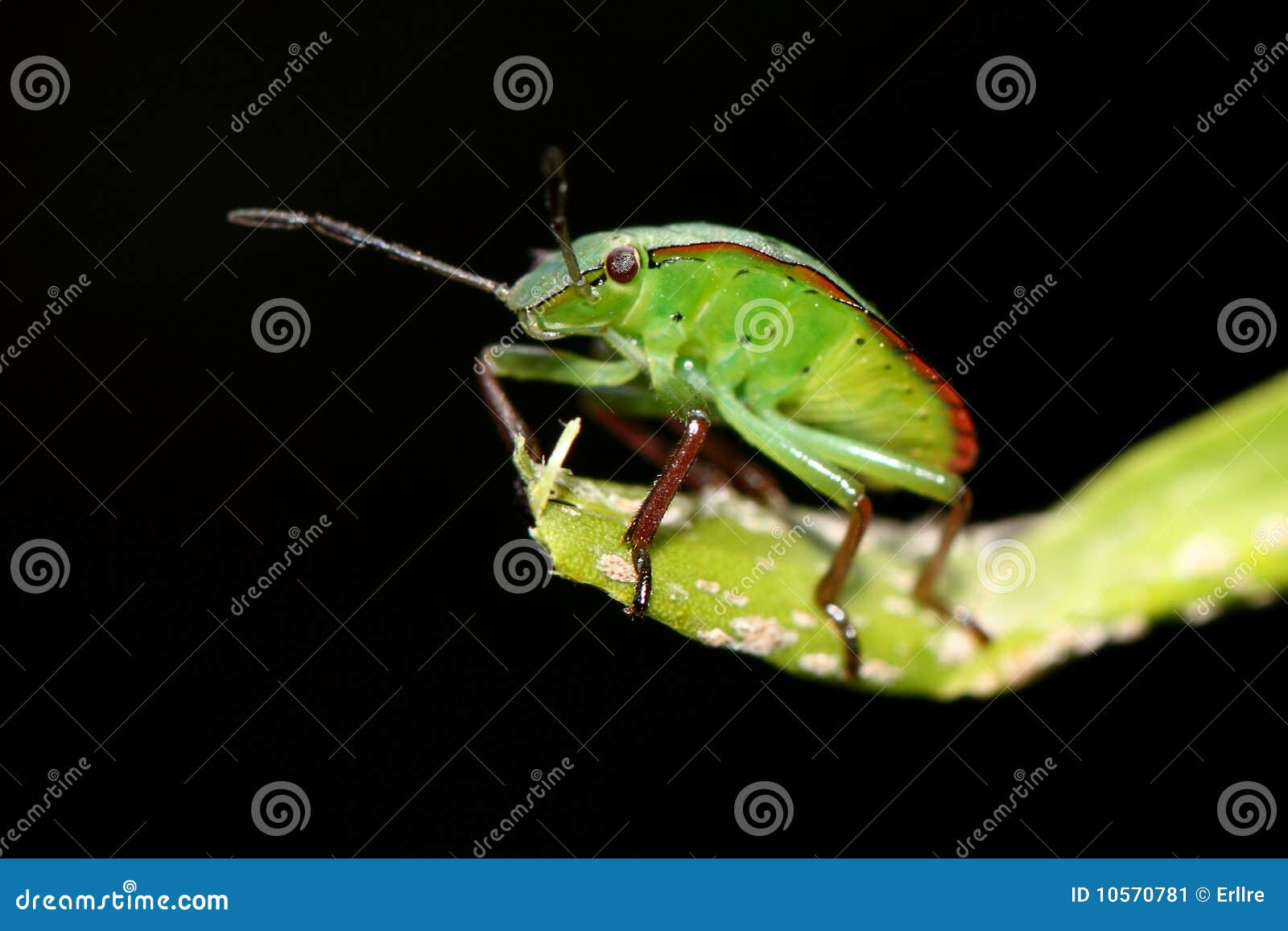 Green insect stock image. Image of green, antenna, eyes - 10570781