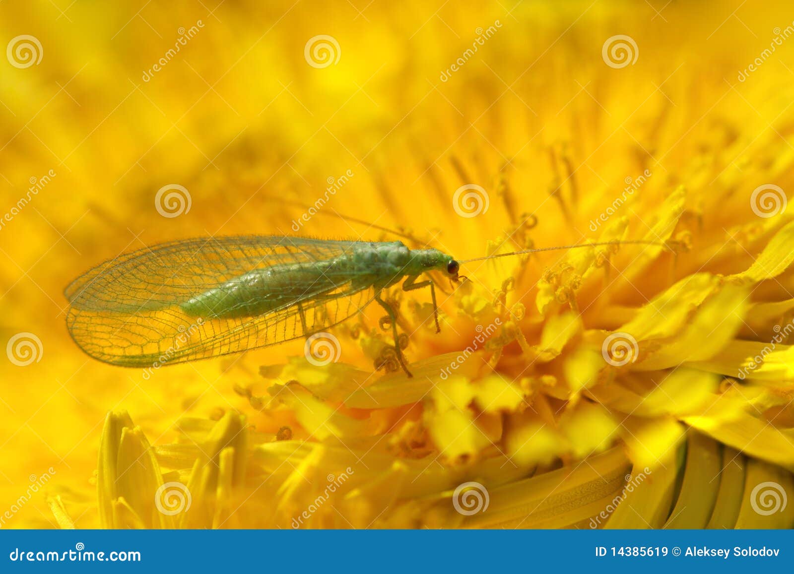 Green insect stock image. Image of carnea, nature, animal - 14385619