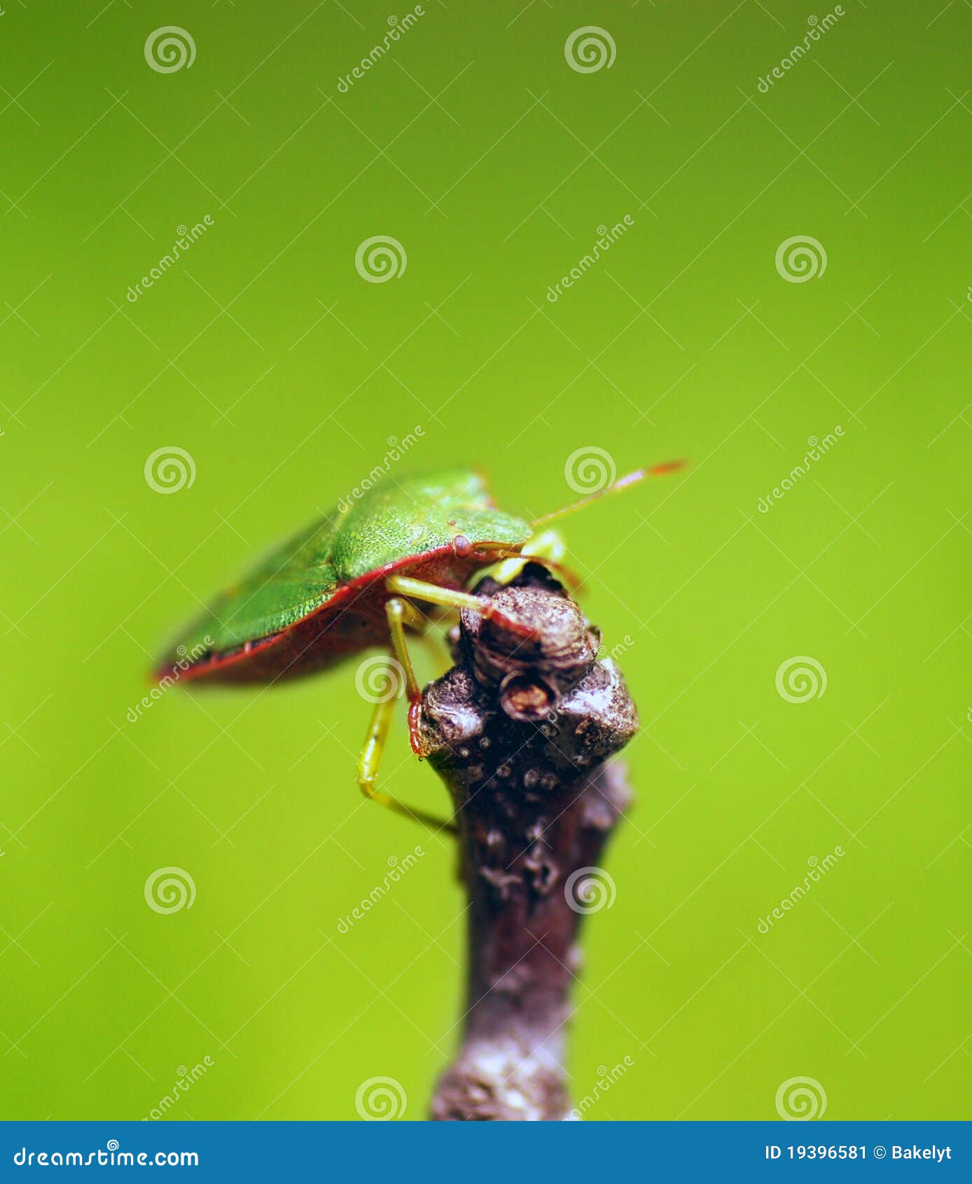 Green insect stock image. Image of bite, frontal, little - 19396581