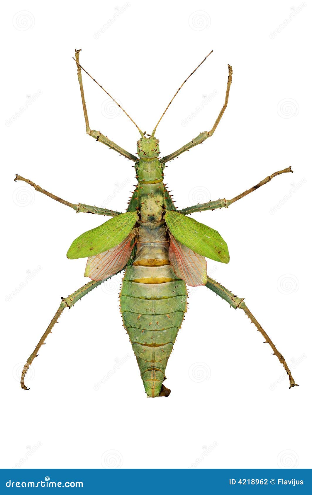 Green insect stock photo. Image of green, large, gigante - 4218962