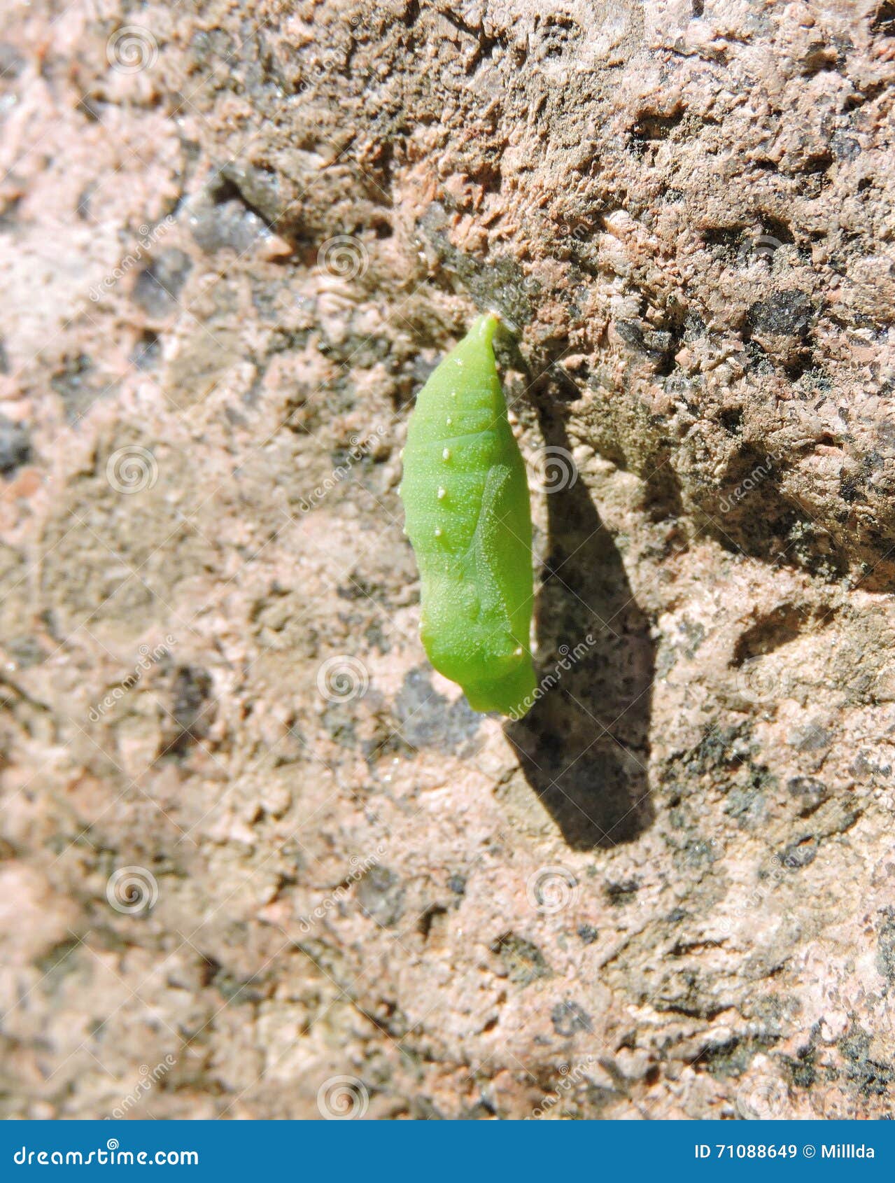 Green insect cocoon stock image. Image of larvae, macro - 71088649