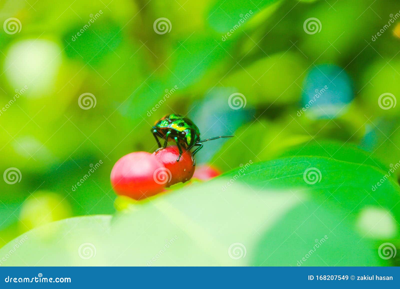 Green Insect Eating Red Fruits Stock Image - Image of eating, fruits ...