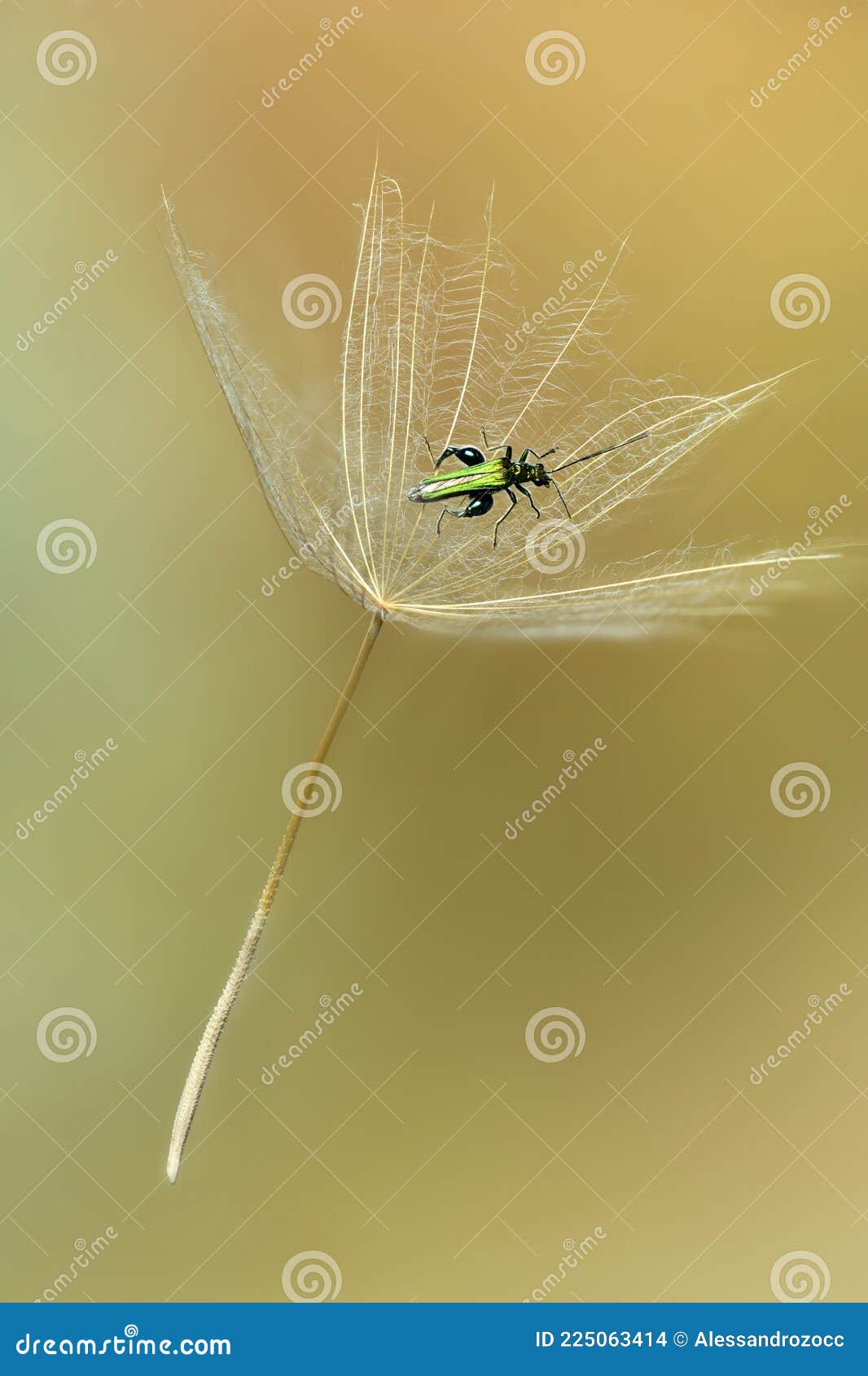 Green Insect Flying Away Aboard of a Dandelion Seed Stock Photo - Image ...