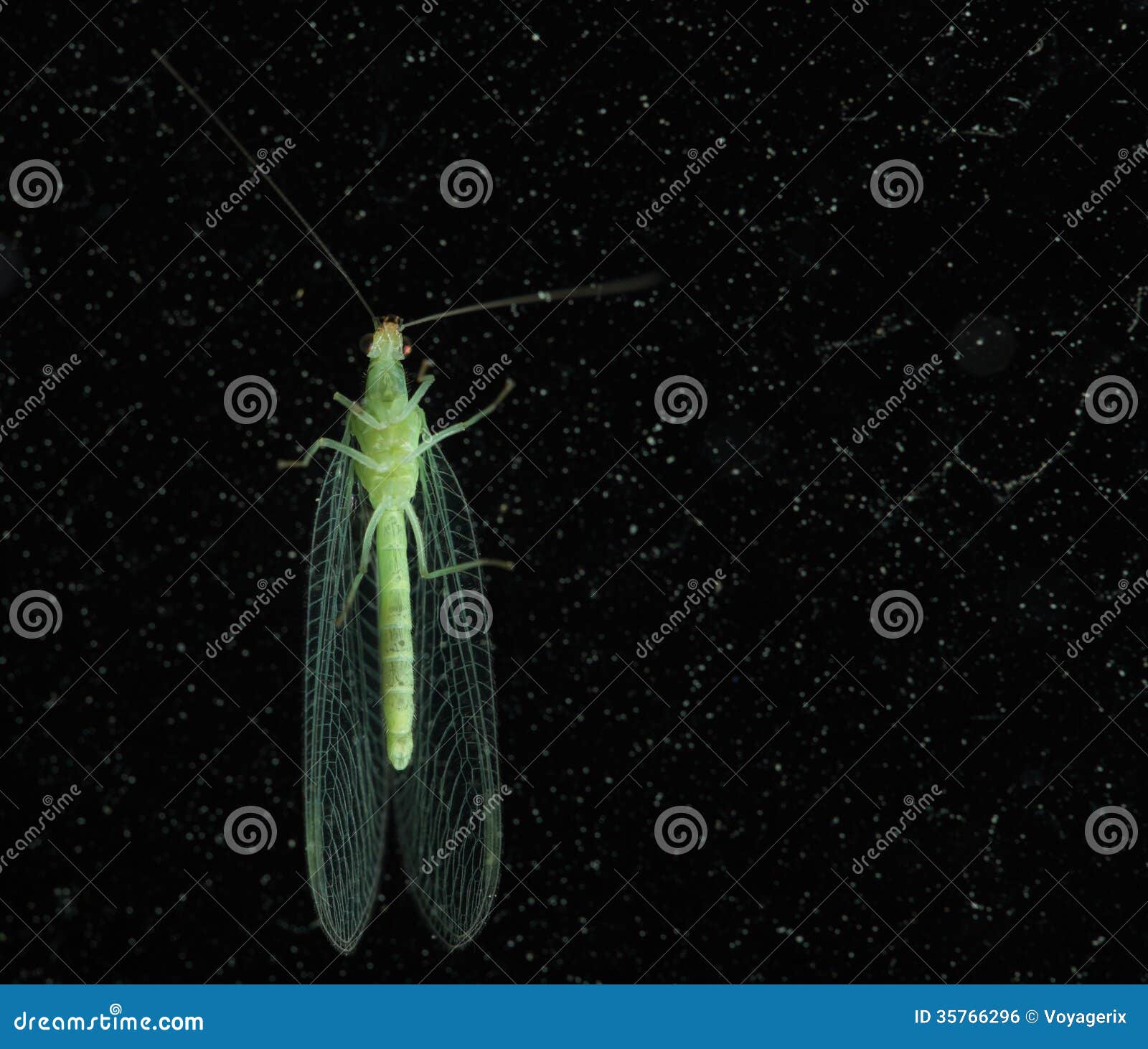 Green Insect Front View Black Background Stock Photo - Image of animal ...