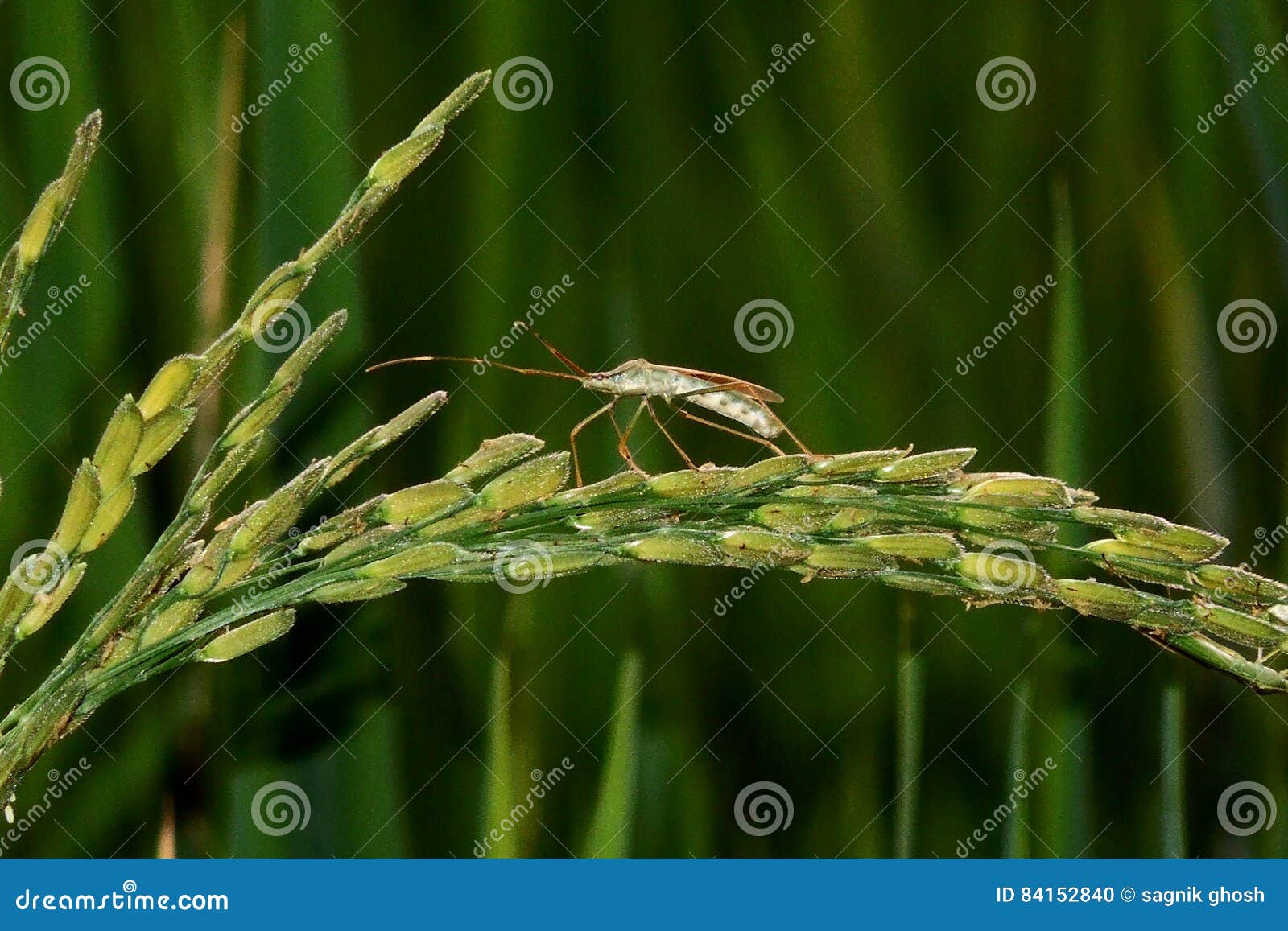 Green insect stock photo. Image of paddy, field, green - 84152840