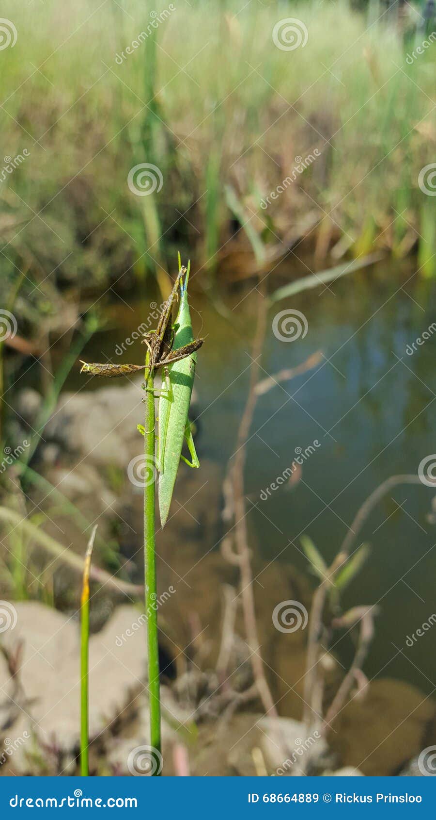 Green insect on grass stock image. Image of next, insect - 68664889