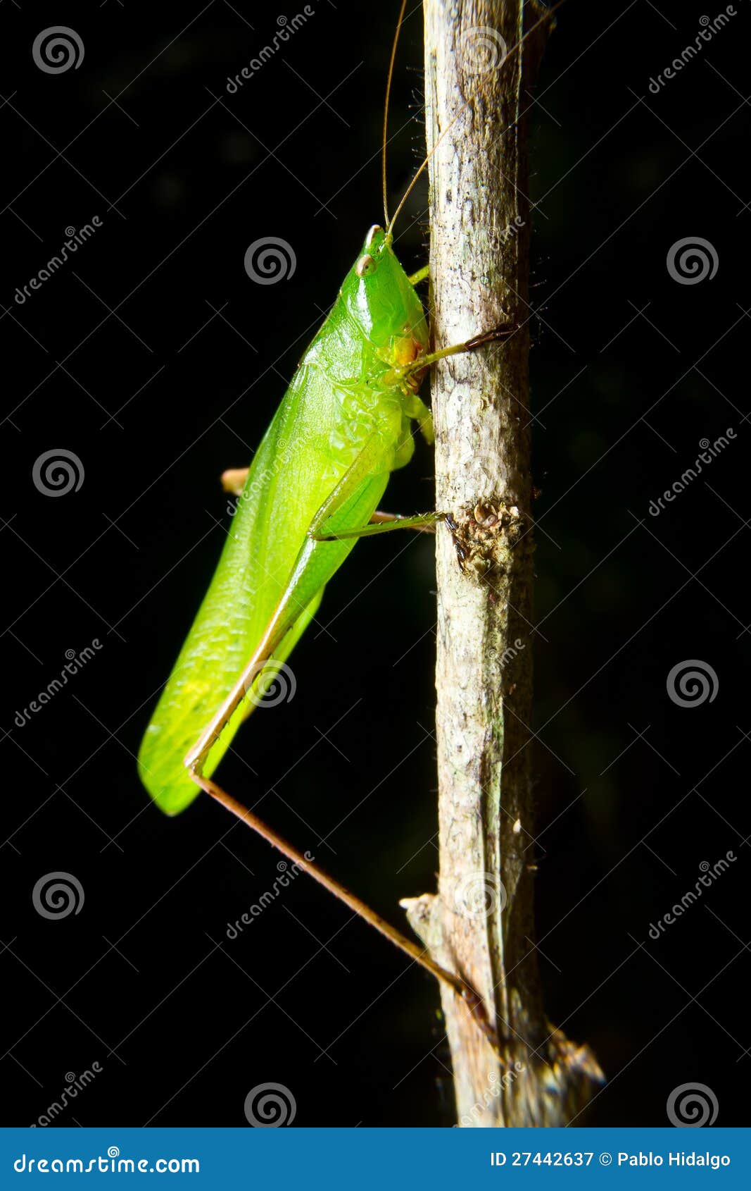 Green Insect Grasshopper on a Branch Stock Image - Image of close ...
