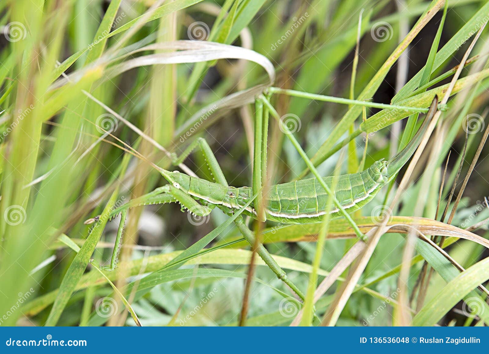 Green Insect Hiding between Green Plants on the Ground Stock Photo ...