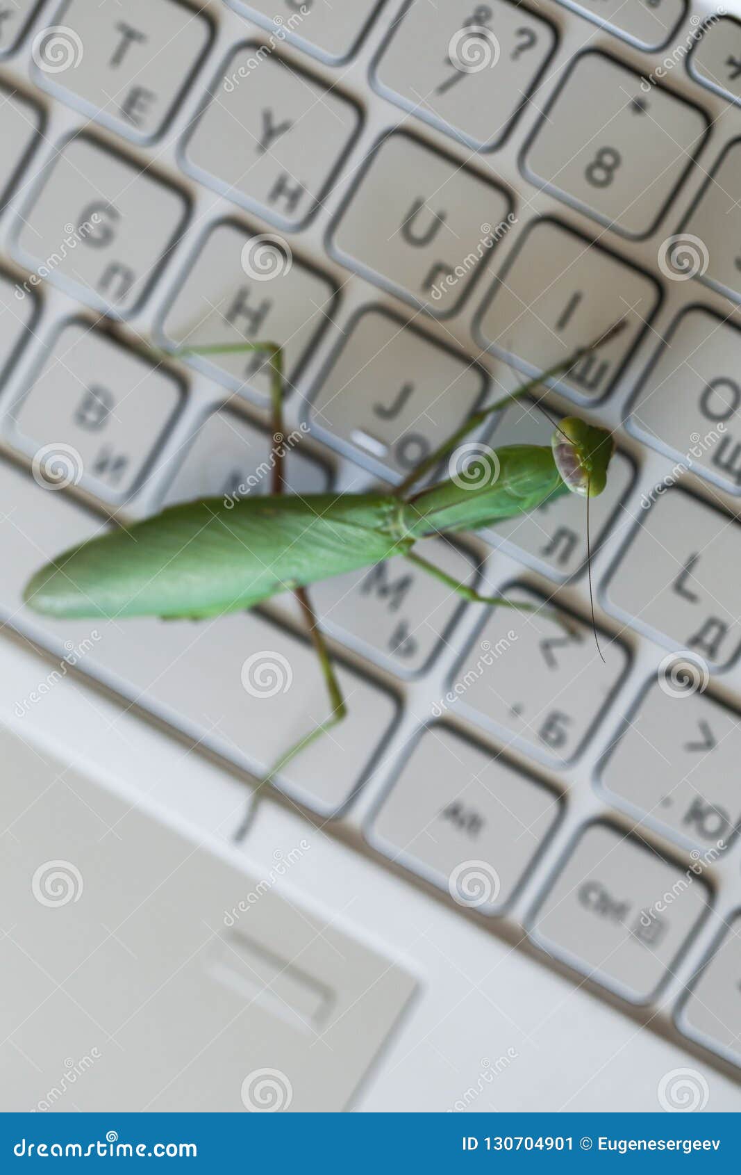 Green Insect on a Keyboard. Top View Stock Image - Image of animal ...