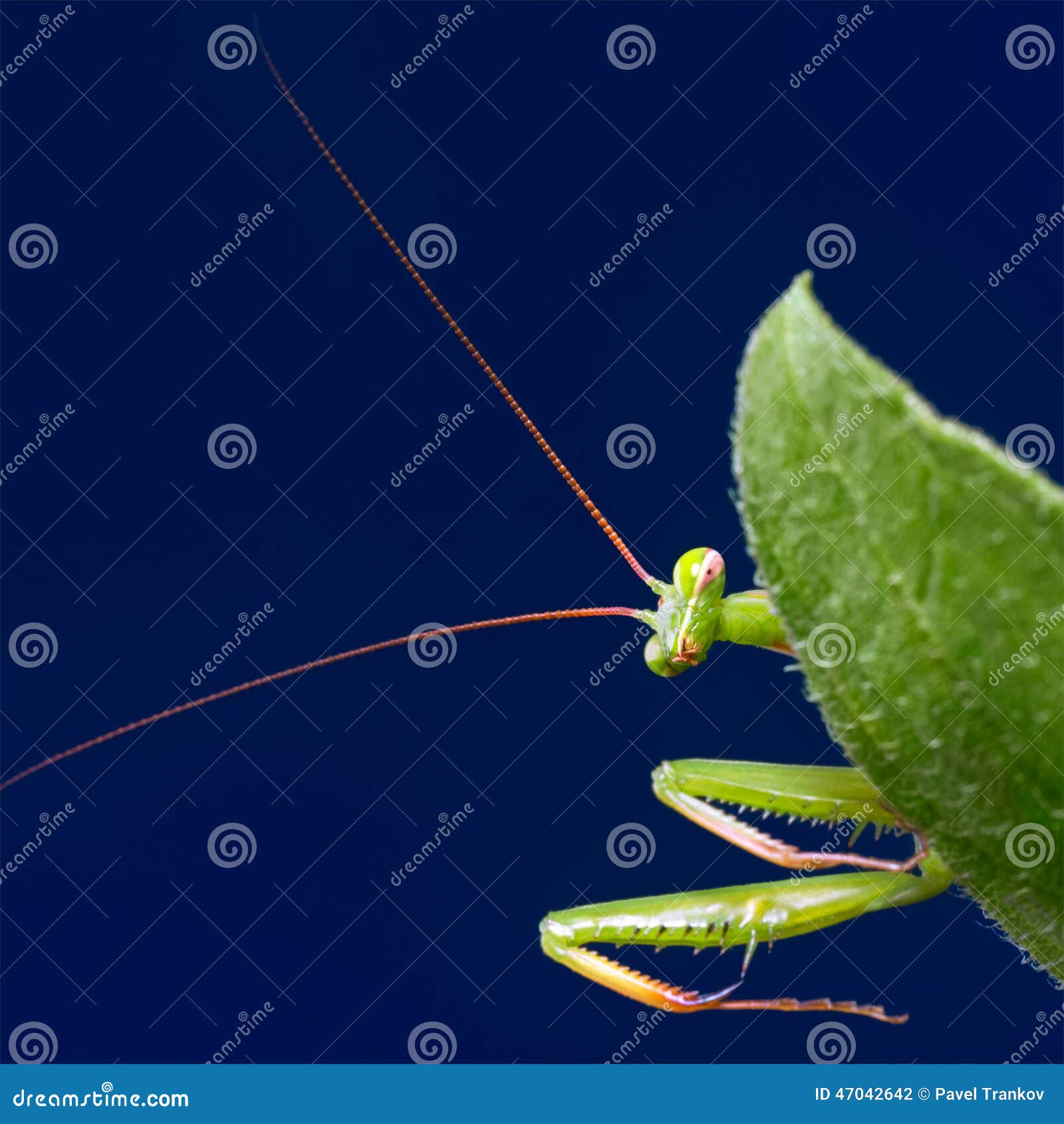 Green Insect Mantis on Blue Bacground Stock Photo - Image of sitting ...