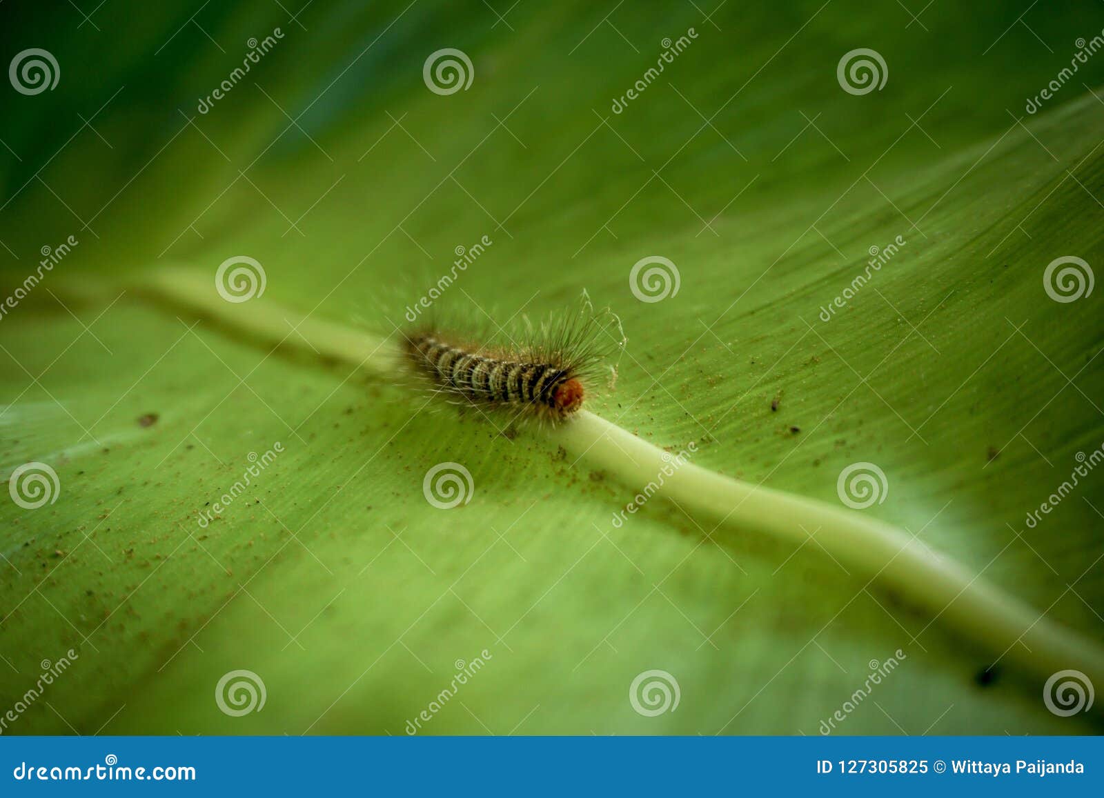 Worm on leaf stock image. Image of green, leaf, natural - 127305825