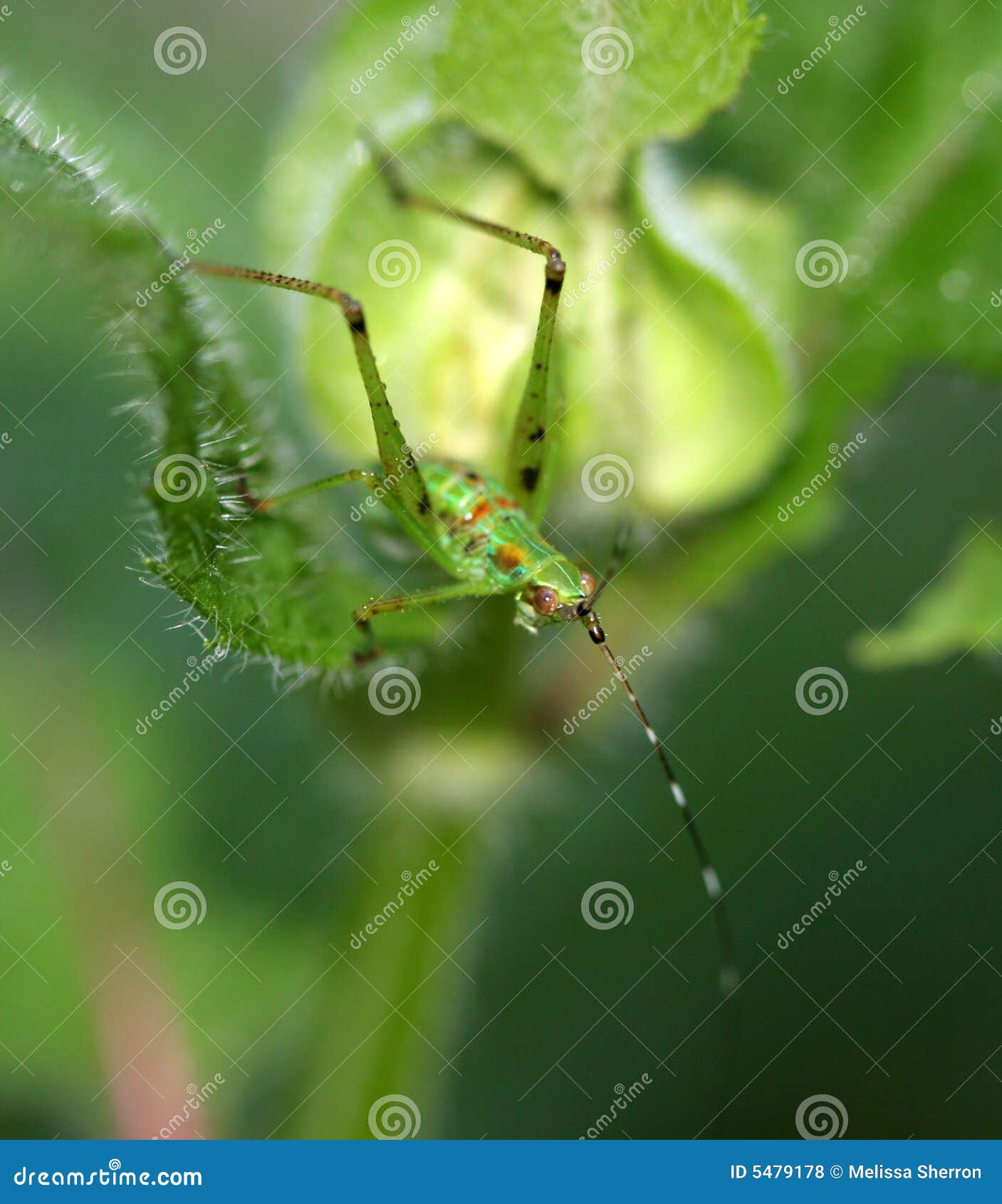 Green insect on plant leaf stock photo. Image of legs - 5479178