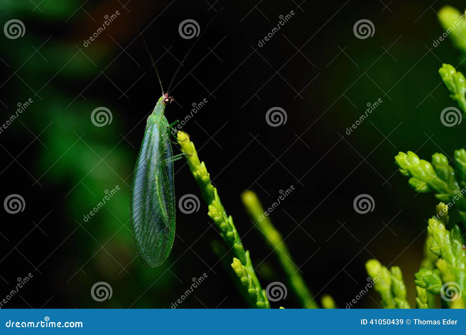 Green insect in spring stock image. Image of garden, anxiety - 41050439