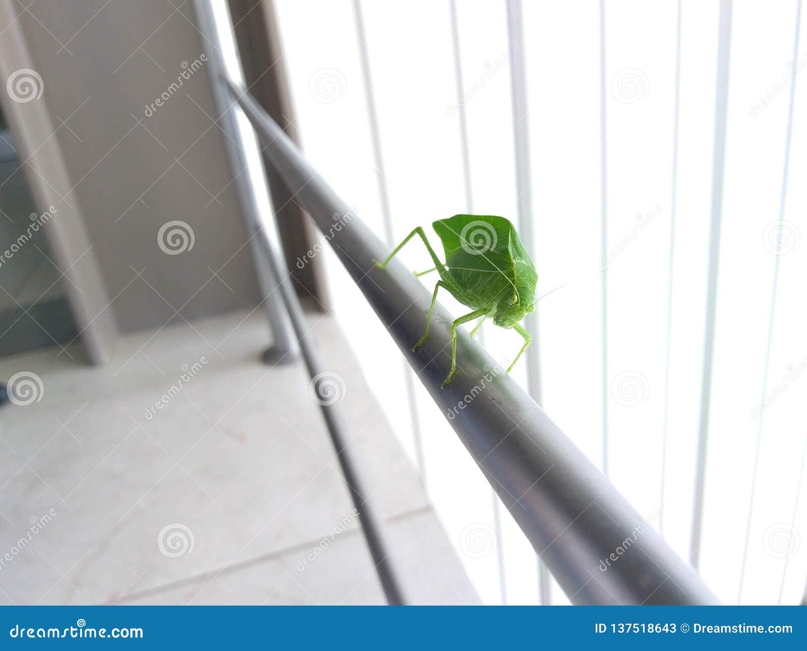 Green insect in the stairs stock image. Image of work - 137518643