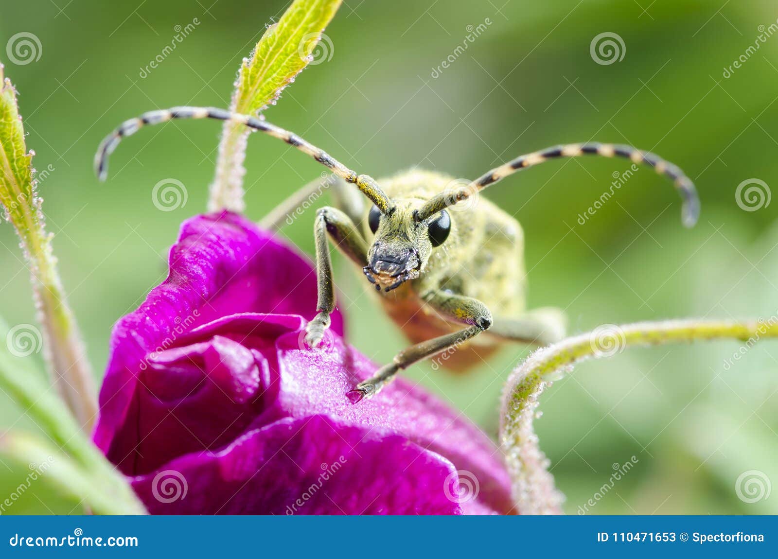 Green Insect Weevil Sitting on Red Flower Stock Image - Image of macro ...