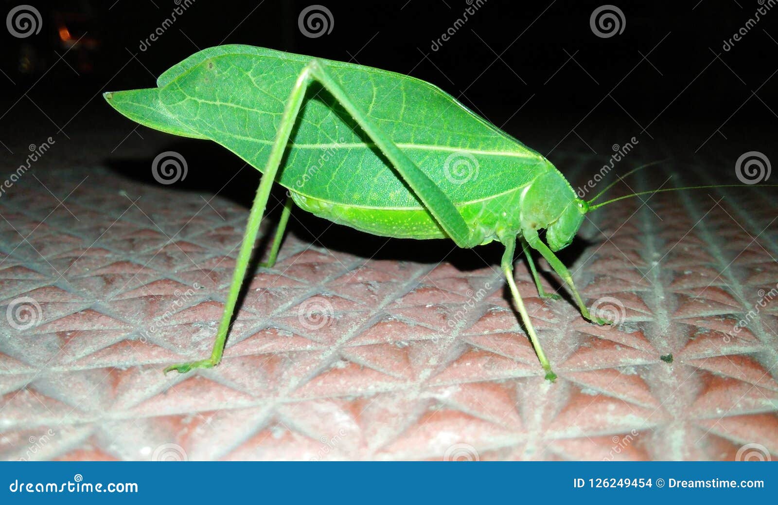 Green Insects Stock Photography | CartoonDealer.com #221503268