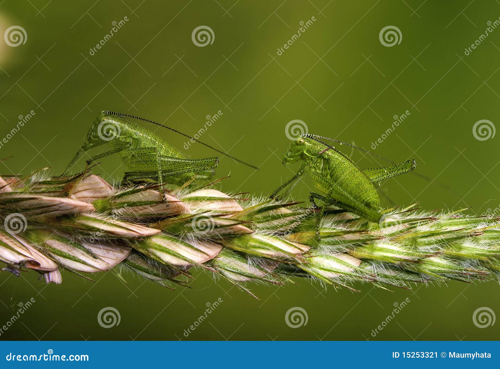 Green insects on plant stock image. Image of background - 15253321