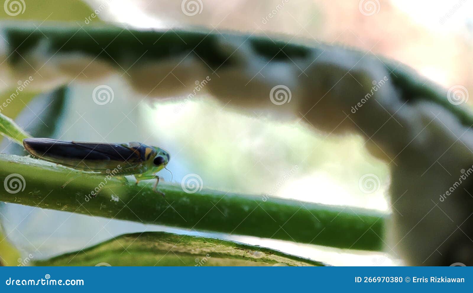 Green Insects Royalty-Free Stock Image | CartoonDealer.com #221503204