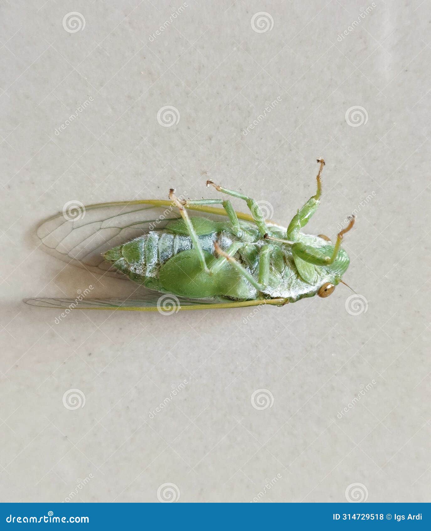Green Insects that Spread Mold Stock Photo - Image of insects, green ...
