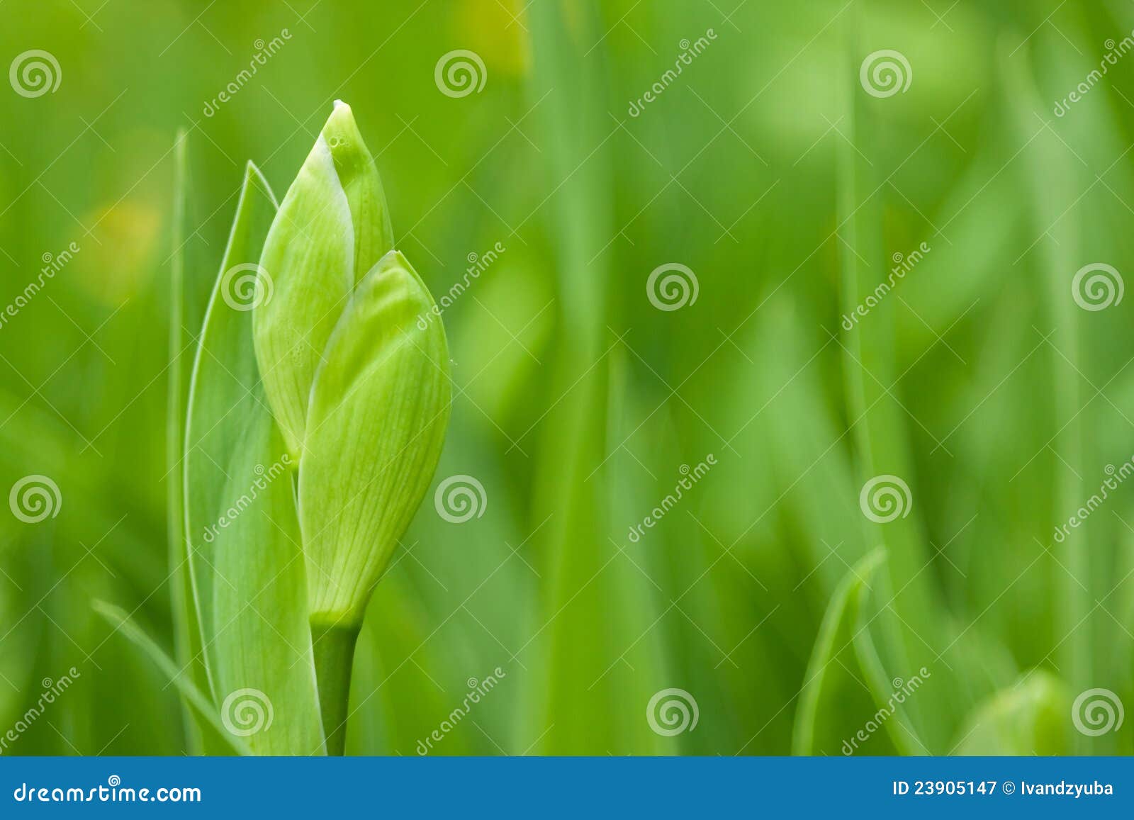 Green iris leaves stock image. Image of bloom, green - 23905147