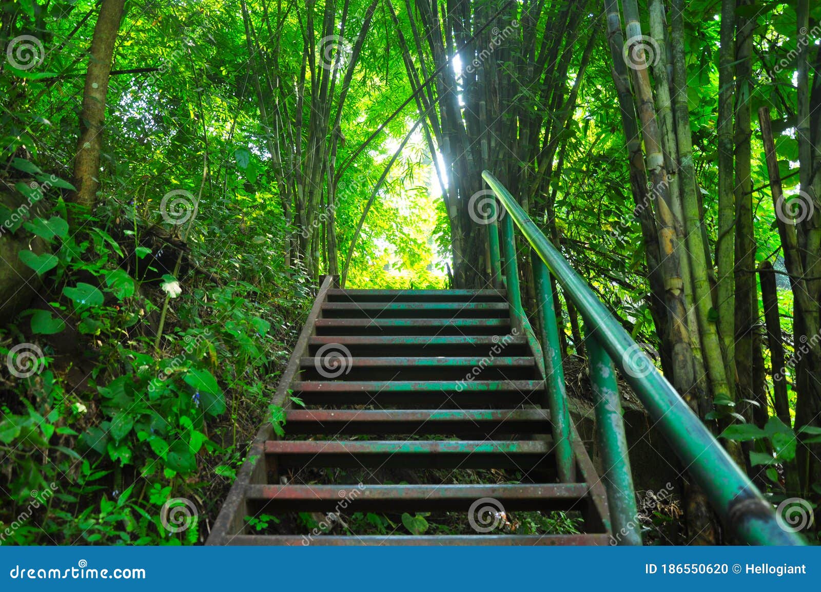 Ladder In Forest Royalty-Free Stock Photo | CartoonDealer.com #159547803