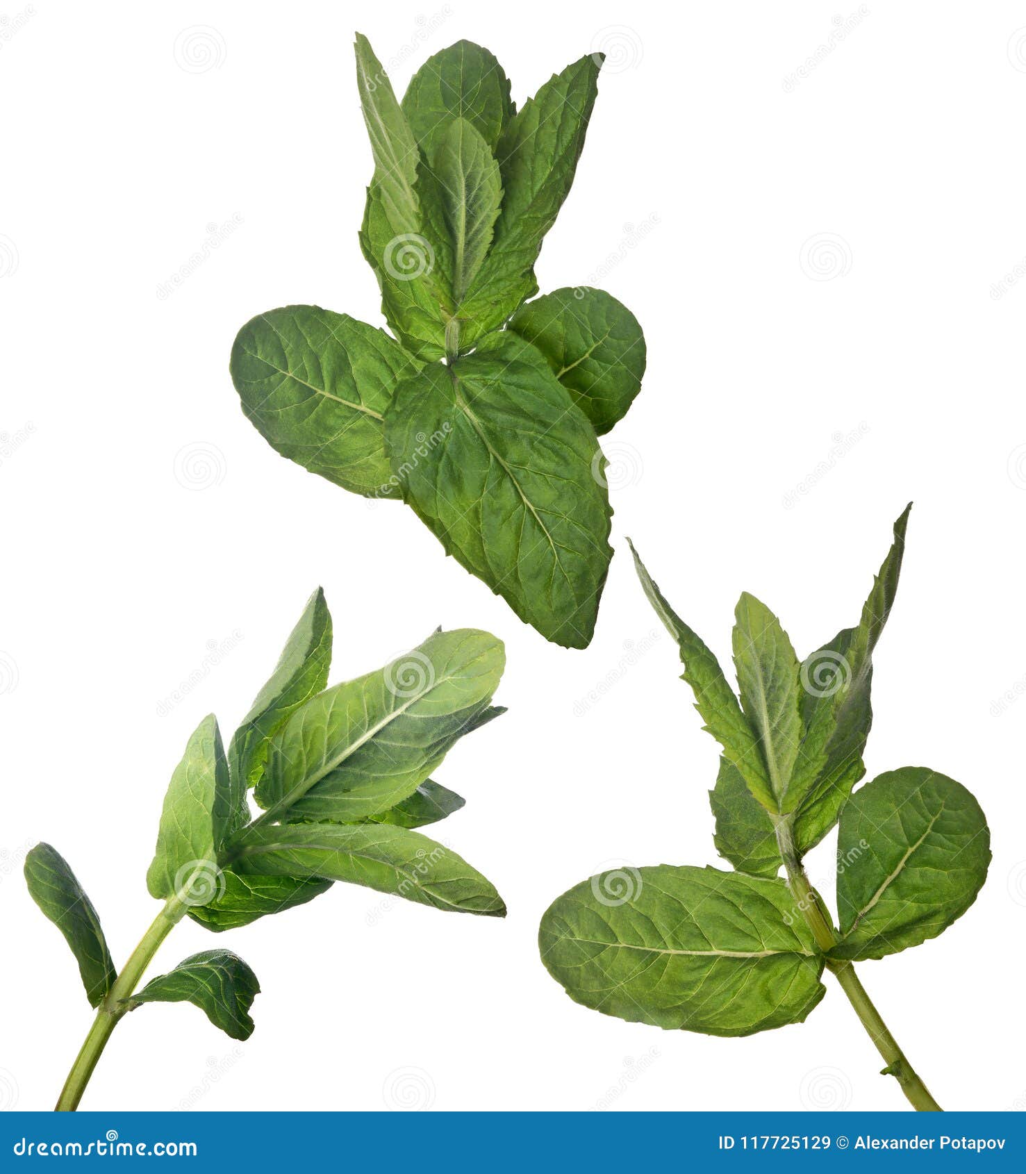 Green Isolated Peppermint Three Branches Stock Image - Image of ...