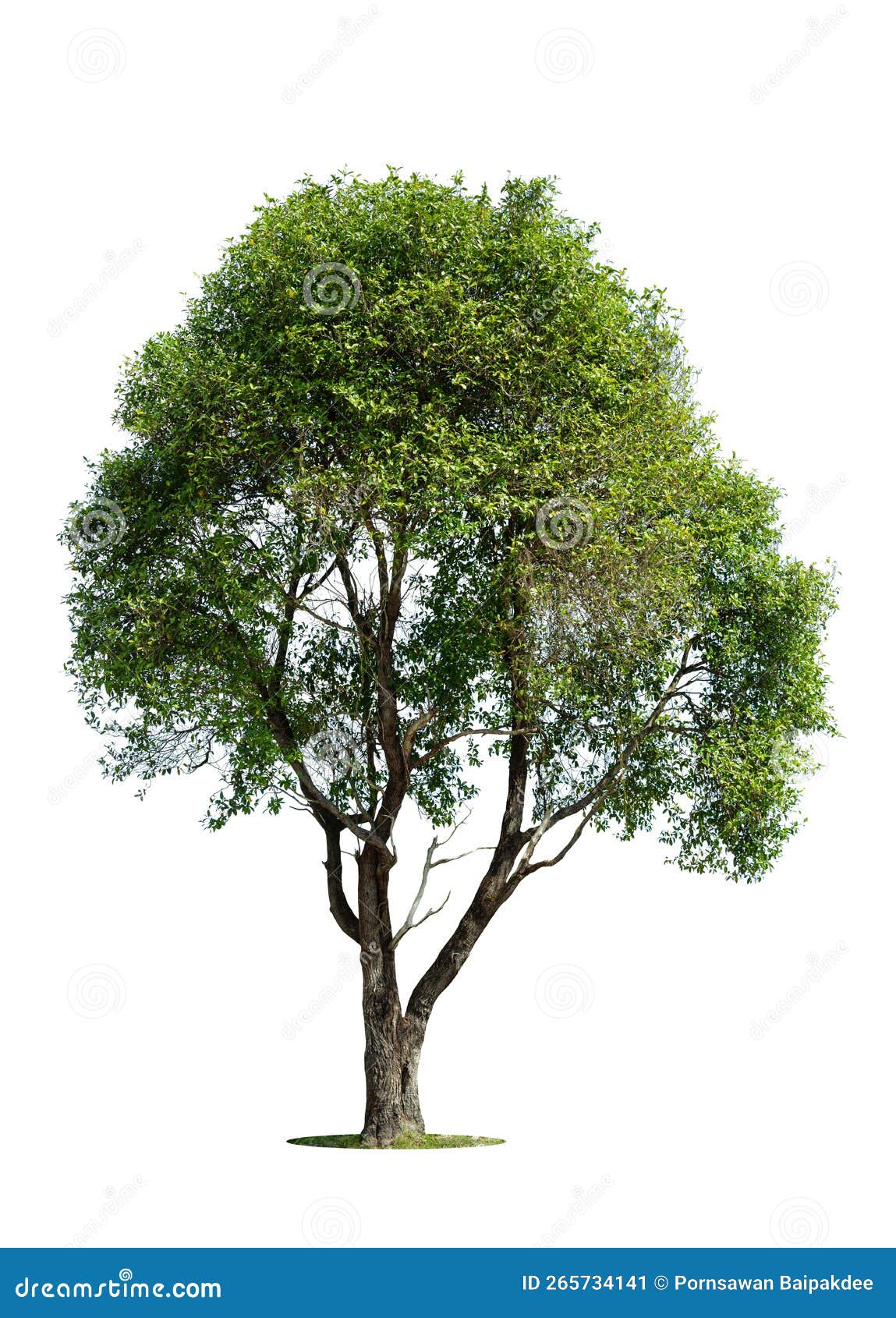 Green Isolated Tree on White Stock Image - Image of tree, evergreen ...