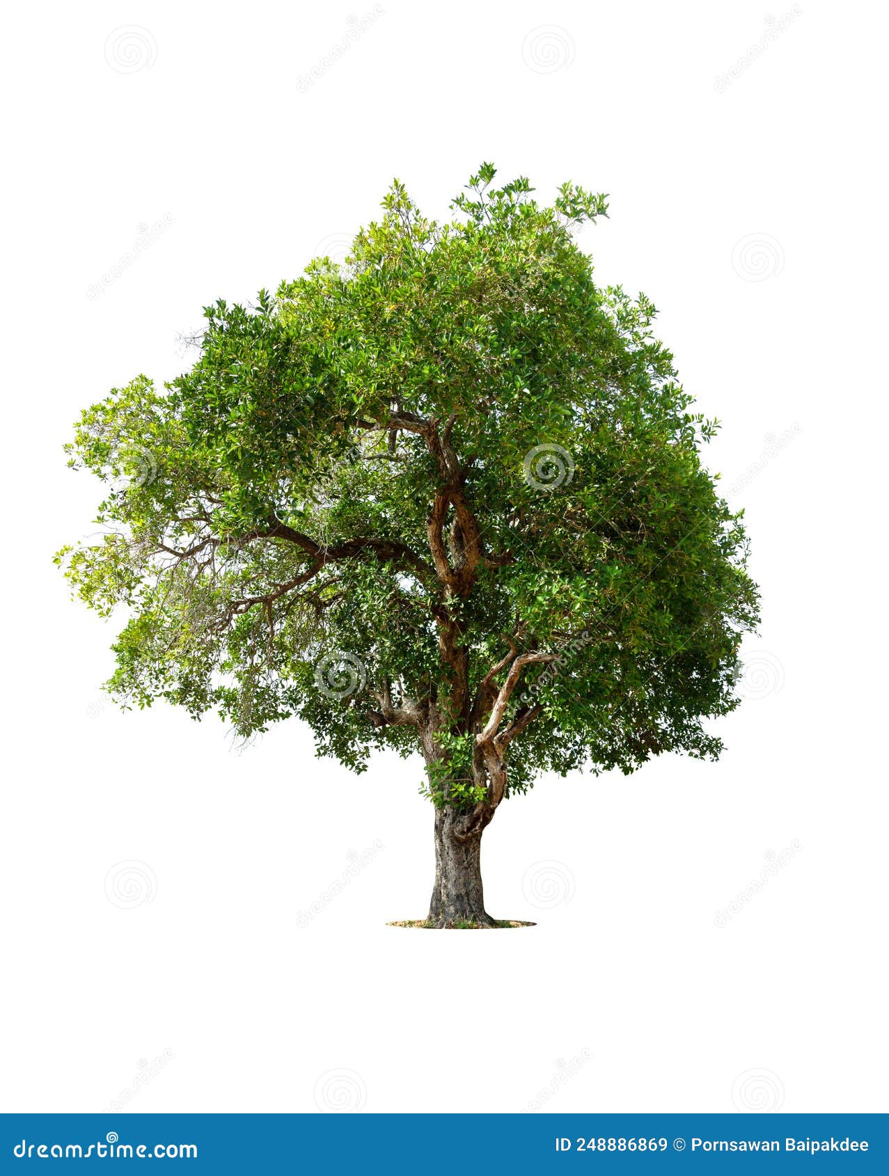 Green Isolated Tree on White Stock Image - Image of tree, people: 248886869