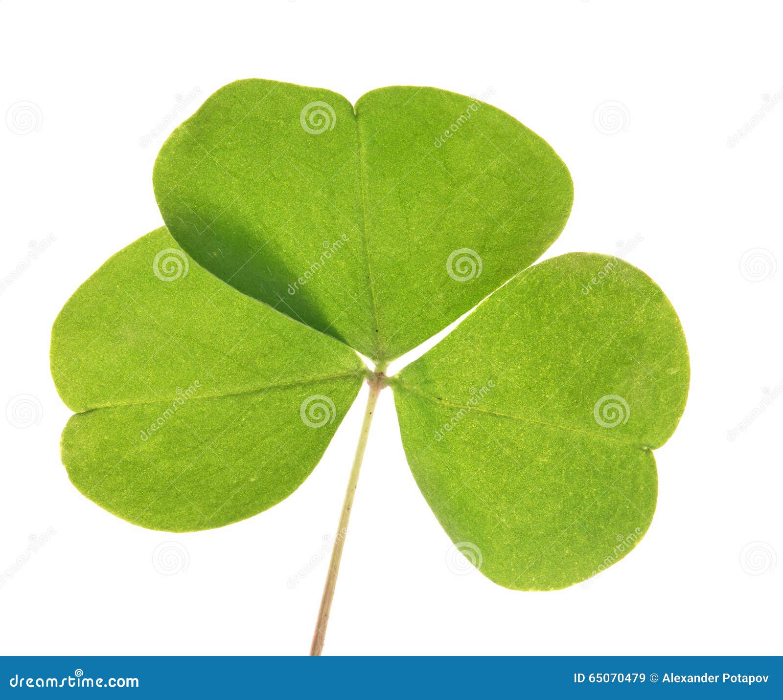 Green Isolated Trefoil Clover Leaf Stock Image - Image of fortune ...