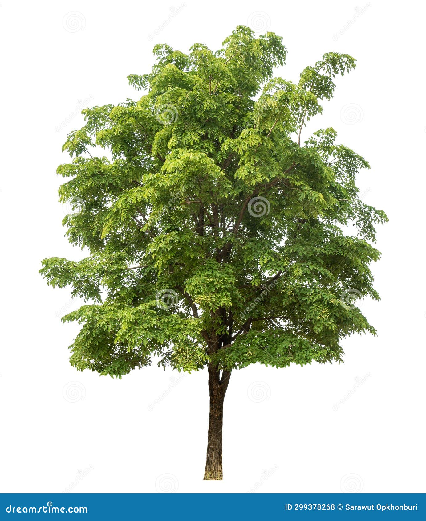 Green that are Isolated on a White Background are Suitable for Both ...