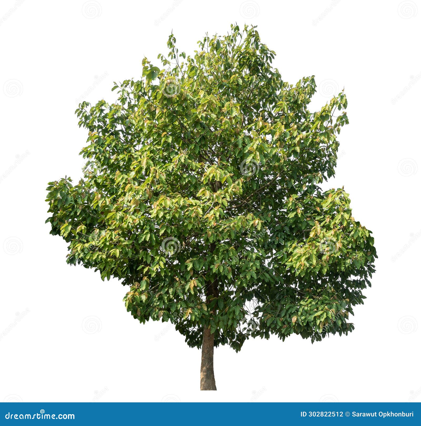 Trees that are Isolated on a White Background are Suitable for Both ...