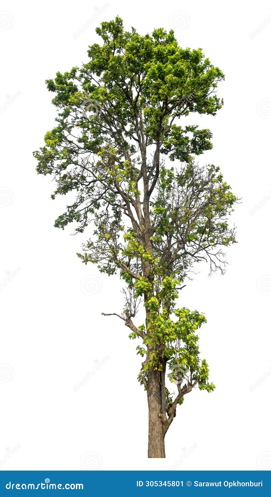 Green that are Isolated on a White Background are Suitable for Both ...